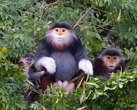 In Search Of Red Shanked Douc Langurs With A Wildlife Expert Exotic
