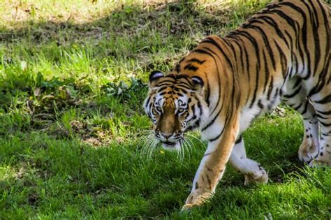 Premium Photo Tiger In A Zebra