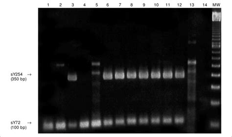 Fig Results From Multiplex Polymerase Chain Reaction Analysis Lanes 1 Download Scientific