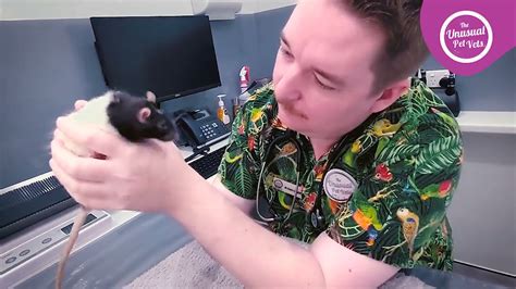 Caring For Your Pet Rat