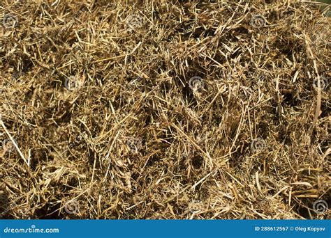 Texture Of Hay Dry Grass Hay On Farm Stock Image Image Of