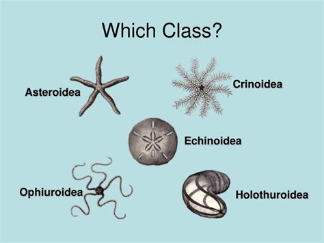 Ppt Phylum Echinodermata Powerpoint Presentation Free Download Id4452808