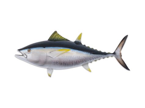 Yellowfin Tuna South Florida Fish Mounts