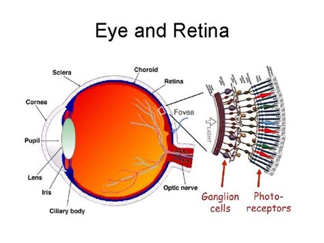Seeing Things 1 Eye And Brain How Your