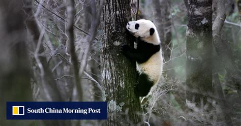 Could China Take The Lead In Setting New Worldwide Conservation Goals