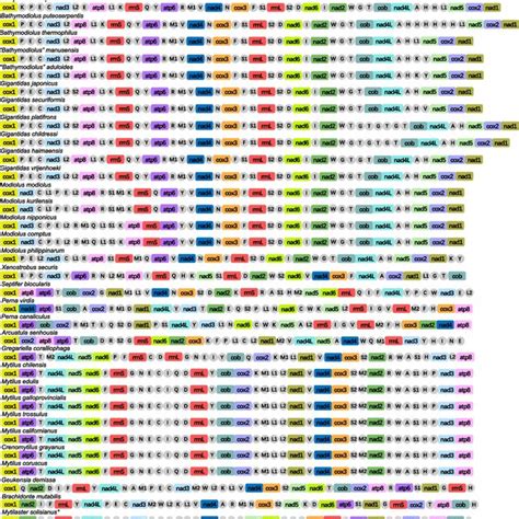 Linearized Mitochondrial Gene Arrangement Patterns Of 44 Mytilidae Download Scientific Diagram