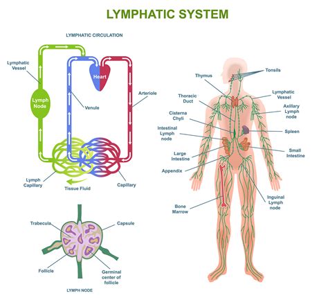Lymphatic System Anatomy Lymphatic Vessel Structure Ivlqp
