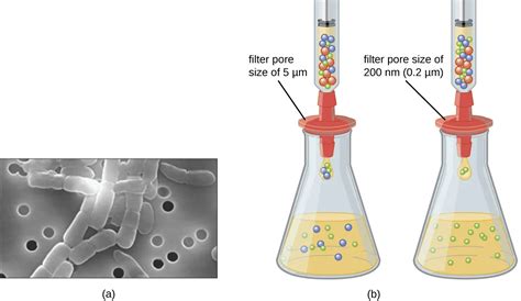 6 3 Isolation Culture And Identification Of Viruses Microbiology