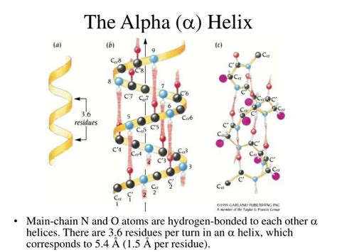 Ppt Secondary Structure Motifs Of Proteins Powerpoint Presentation