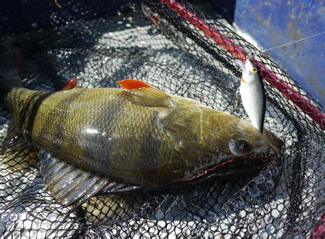 Mit Crankbaits Angeln Erfolgreicher Beim Cranken Werden Barsch Alarm Das Größte Angelforum