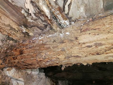 Eliminamos Hongos De La Madera Con Eficacia Llama 944 476 888
