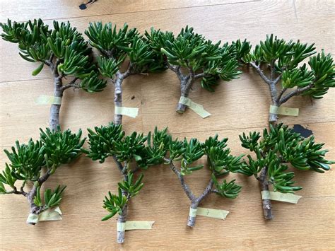 Dickblatt Crassula Ovata „hobbit Gebraucht In Für Chf 1 Mit Lieferung Auf Ricardo Kaufen