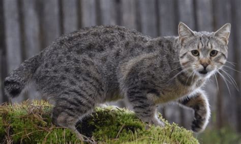 Pixie Bob Cat Size Price Personality And Colors The Complete