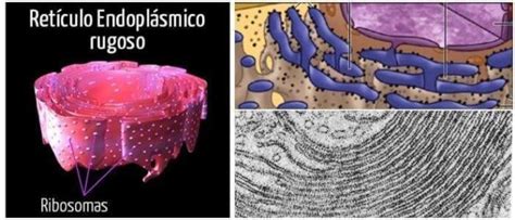 Retículo Endoplasmatico Rugoso Definición Tipos Estructura Y Funciones