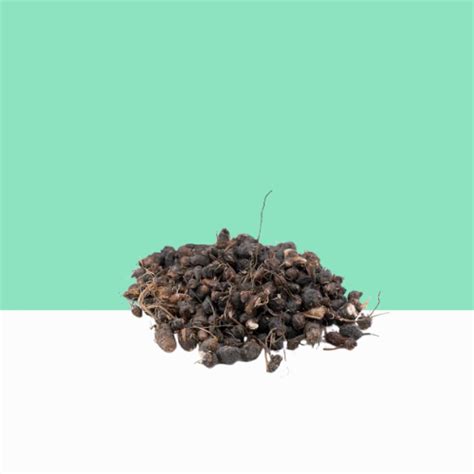 Dried Nut Grass Root Korai Kilangu Cyperus Rotundus Cyperus