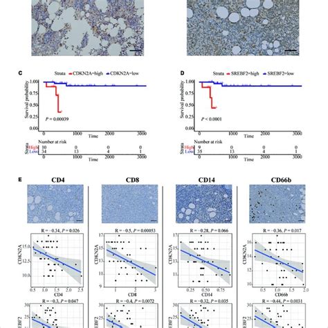 In Vitro Validation In Bone Marrow Of Cll Patients By Ihc Ab Download Scientific Diagram