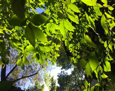 9 Things You Need To Know About Beech Wood — Wl West And Sons