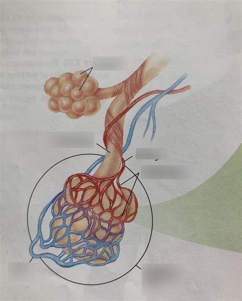 Diagram Of Circulatory System Quizlet