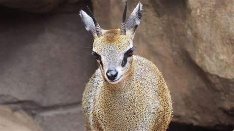 African Klipspringer