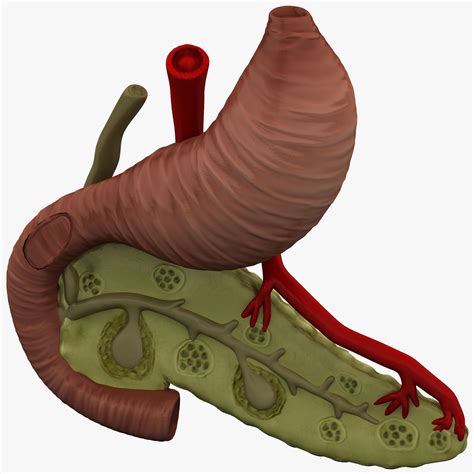 Pancreas 3d Models Download Free3d