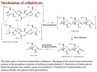 Enzymes Cellulases Pptx