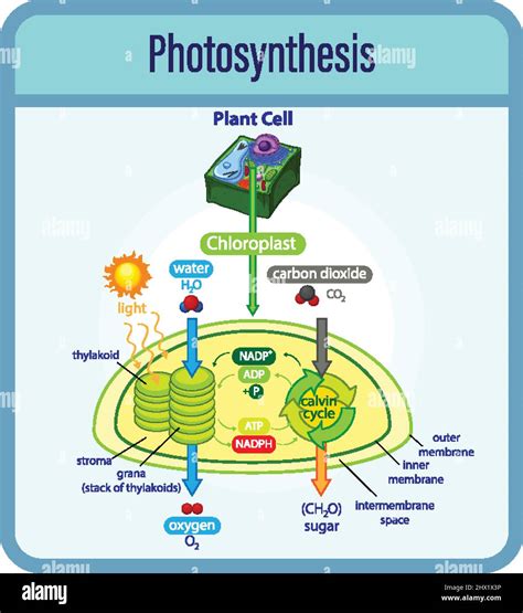 Plant Photosynthesis Diagram