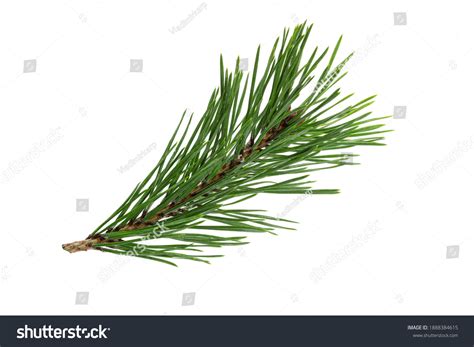 Pine Leaves Isolated 138 013 Images Photos Et Images Vectorielles De