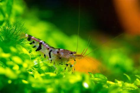 Tiger Shrimp Chibi Aquarium
