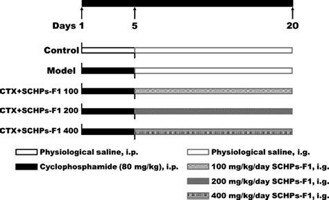 The Experimental Protocol Of Mice Group And Treatment Download Scientific Diagram