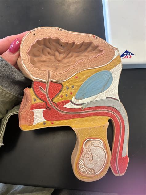A P Reproductive System Diagram Diagram Quizlet