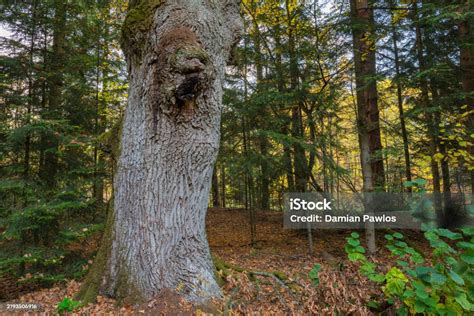 거대한 참나무는 가을 숲의 잎이 무성한 땅의 침엽수 사이에 서 있습니다 0명에 대한 스톡 사진 및 기타 이미지 0명 가을 경관 Istock