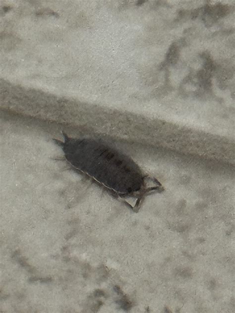 What Is This Bug R Whatisthisbug