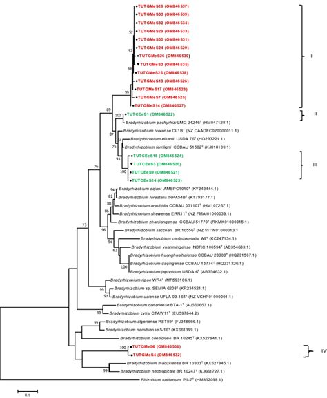 Maximum Likelihood Phylogenetic Tree Based On The Nodc Gene Sequences