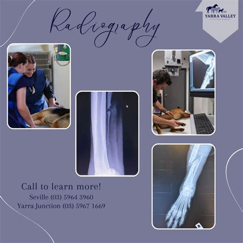 We Can Take Xrays At Both Our Clinics As Well As Out On Properties We Can Bring Our Portable