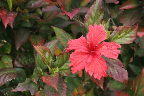 Assignment2part1 Flickr