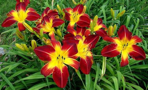 Hemerocallis Ruby Spider
