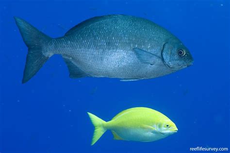 Kyphosus Sectatrix Pacific Drummer Reef Life Survey