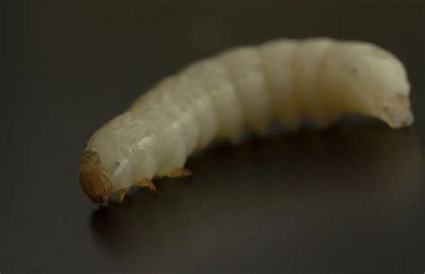 What Is The Spiritual Meaning Of Cankerworm