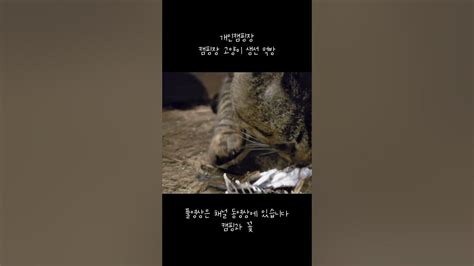 개인캠핑장 고양이 생선 먹방 5도2촌 장박캠핑 캠핑장고양이 고양이 고양이먹방 주말농장 Youtube