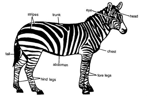 Zebra Zoologyverse 2025