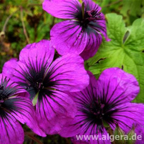 Geranium Dragon Heart