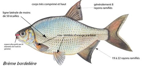 Brème Commune Versus Bordelière Chtipecheur