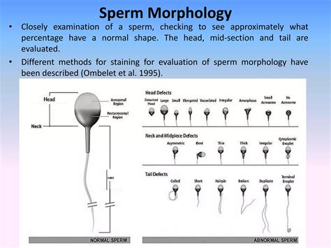 Semen Analysis And Who Criteria 2010 Pdf