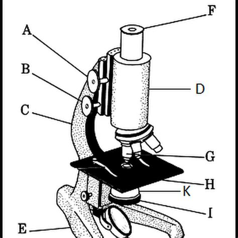 Label Parts Compound Light Microscope Quiz Shelly Lighting