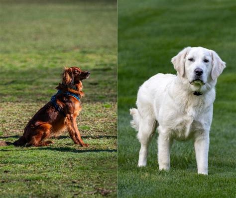 Irish Setter Vs Golden Retriever Which Friendly Pup Is Right For You