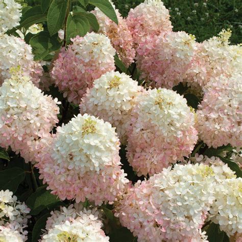 Hydrangea Paniculata Sweet Starlight Panicle Hydrangea Siteone Us