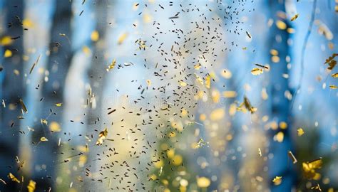 The Sneaky Allergy Understanding Birch Pollen And Its Effects On Allergies Ar 7 4 Stock