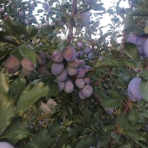 Prune Stanley Recolta 2025 Cantitate