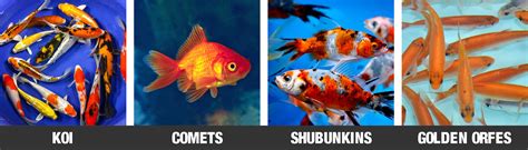 Pond Fish Types