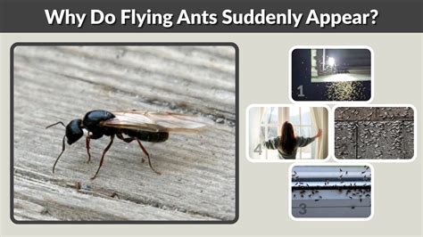 Why Do Flying Ants Suddenly Appear Causes Explained